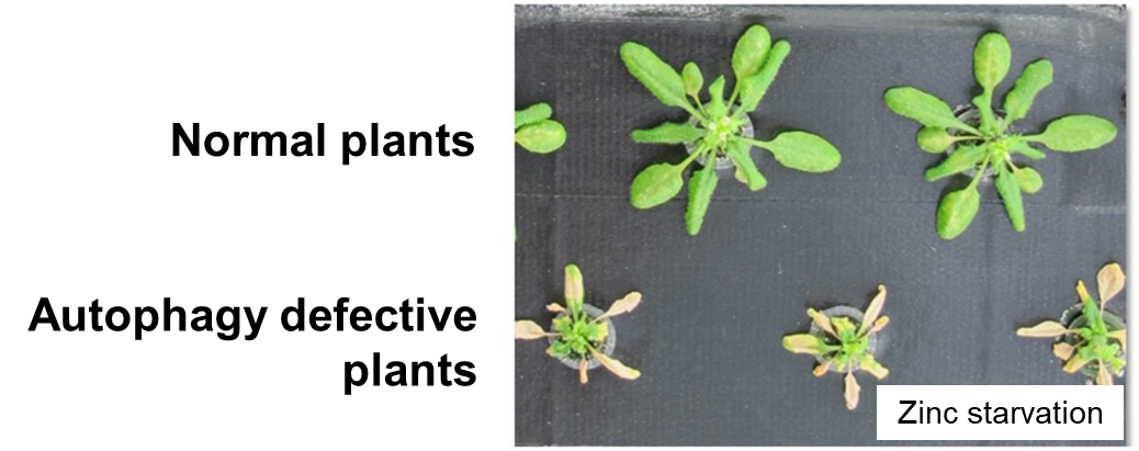 Molecular Mechanisms of Autophagy, an Intracellular Self-Degradation ...
