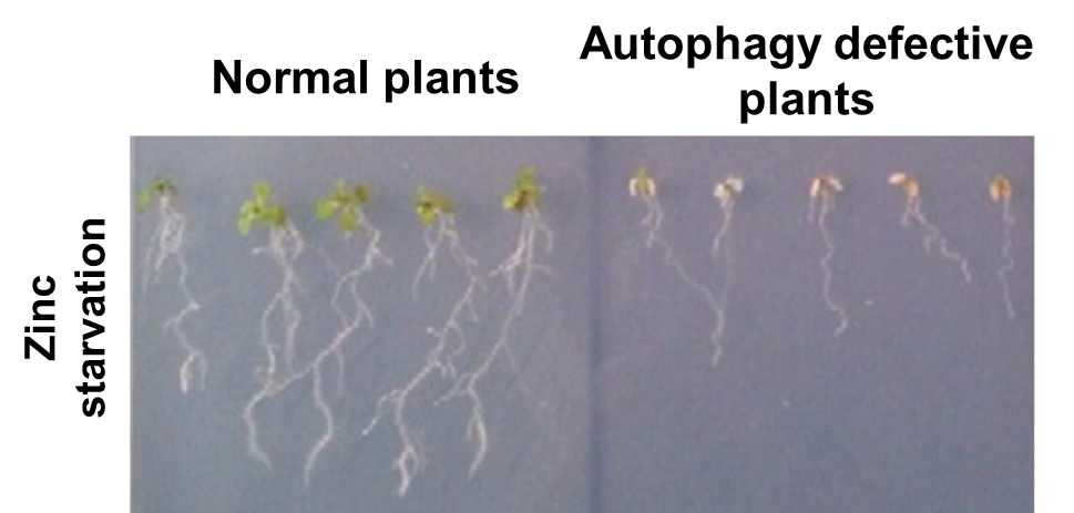 Molecular Mechanisms of Autophagy, an Intracellular Self-Degradation ...